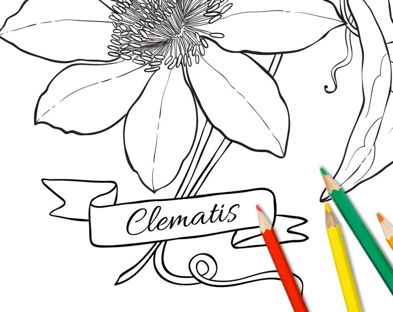 Clematis Flowers Coloring Page, Printable Adult Floral Coloring ...