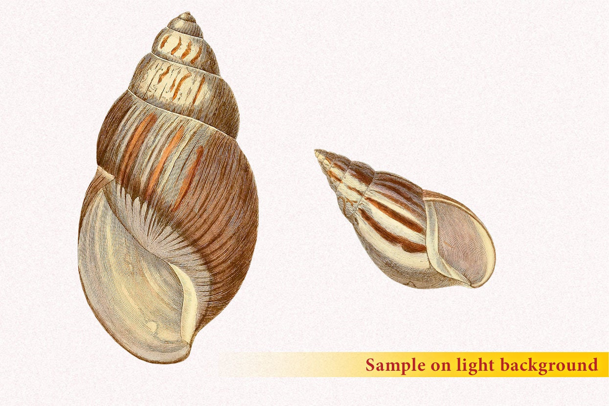 Vintage Shells PNG / Set 3 Transparent Background Clipart - Etsy