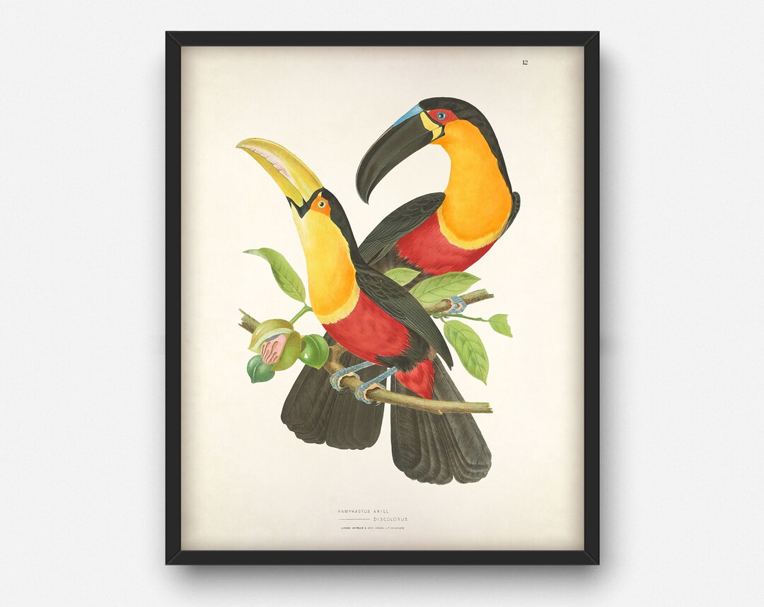 Vintage Toucan Print, Printable Wall Art for Living Room, Kitchen ...