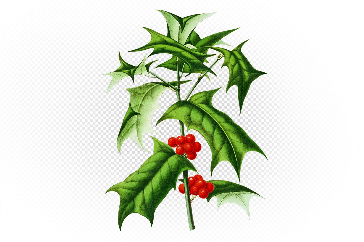 Vintage Christmas Holly Plant Clipart Transparent Background - Etsy