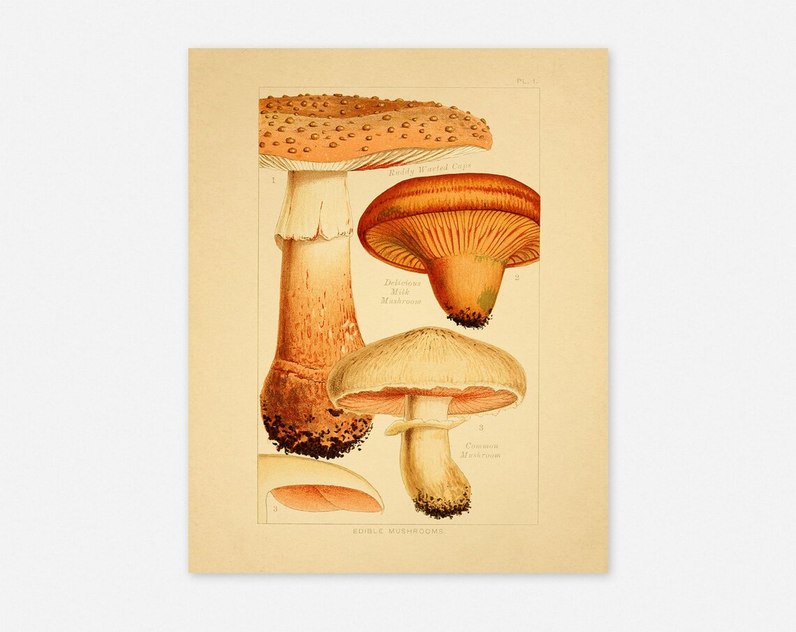 Vintage Edible Mushroom Print Printable Wall Art Decor - Etsy