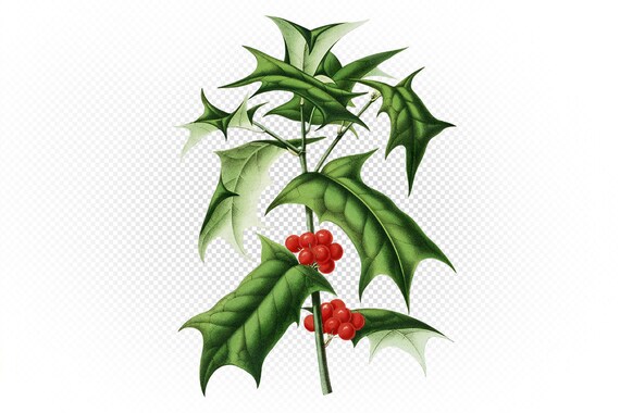 Vintage Christmas Holly Clipart