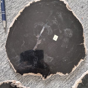 Large Petrified Wood Slabs to Display Your Crystal Skulls and Any Other ...