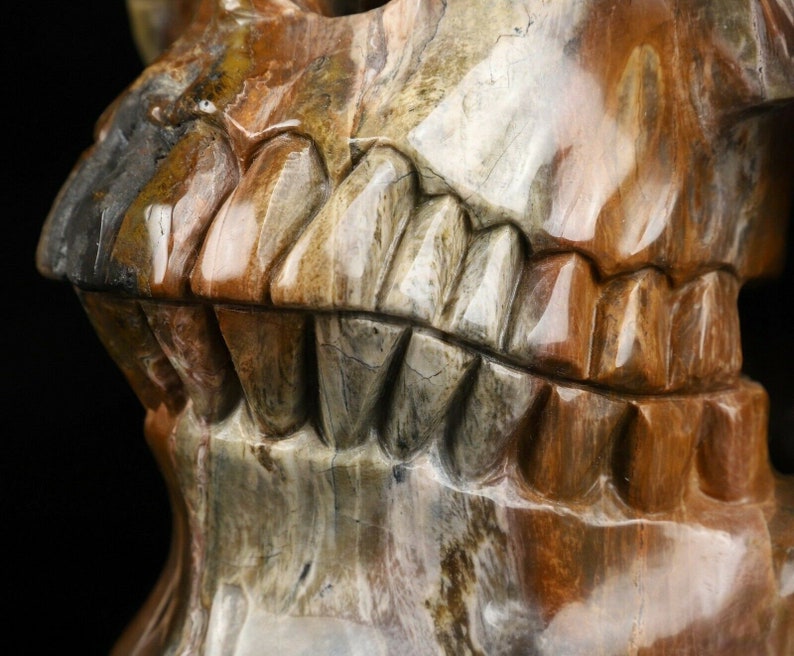 Titan PETRIFIED WOOD Handcarved Large Crystal Skull 31.4LB Titan 11.0 ...