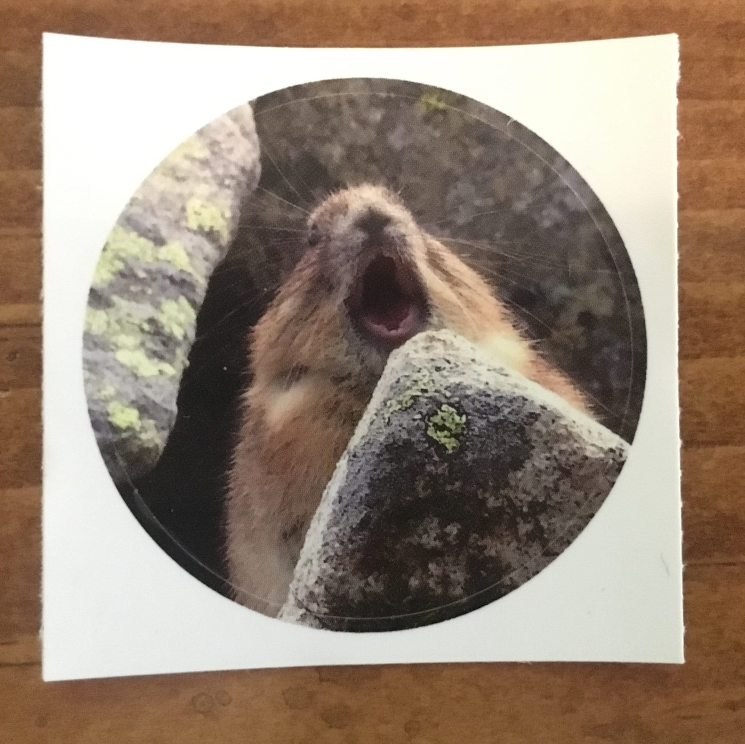 Pika Stickers VERY ROUND. | Etsy