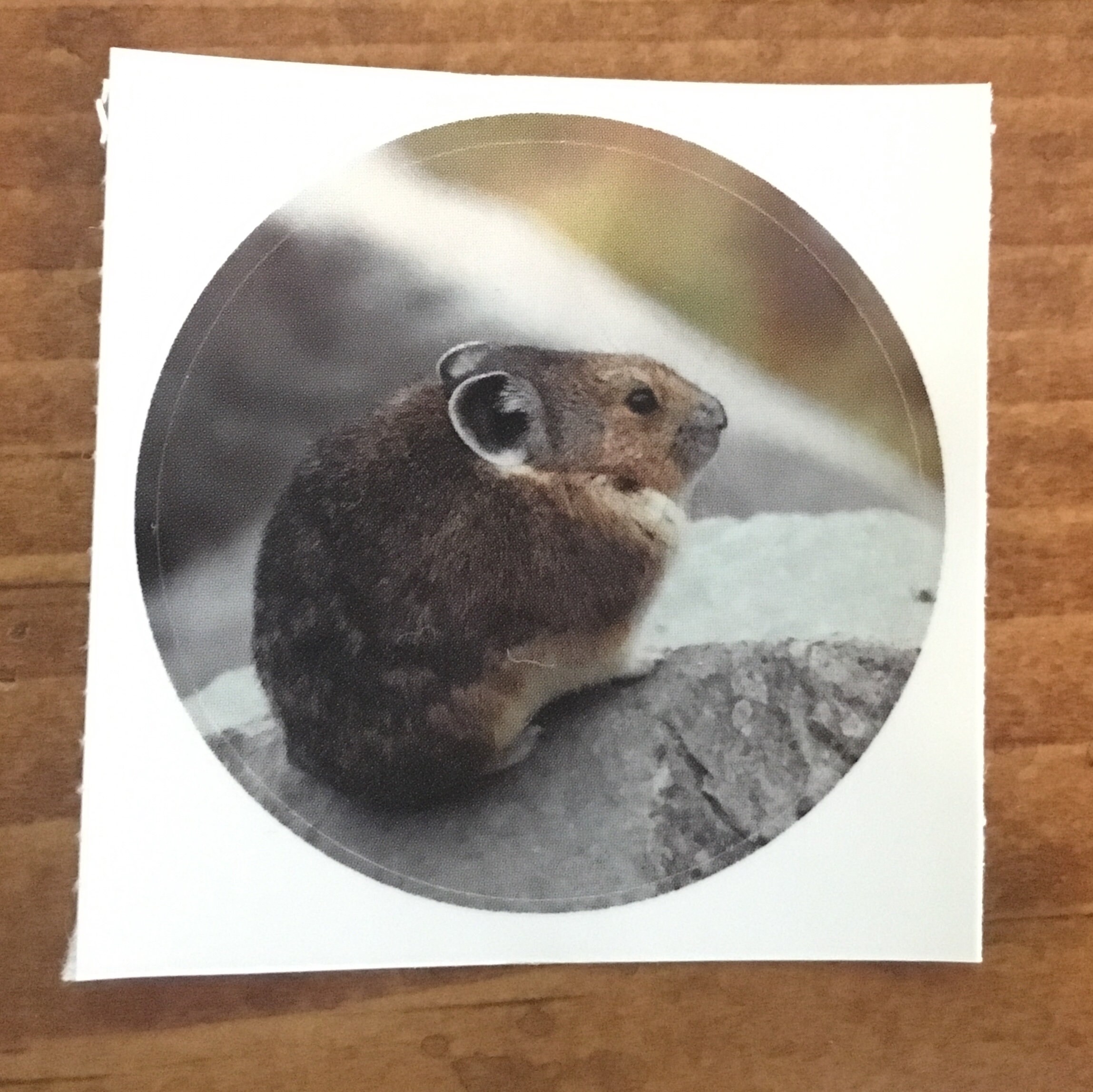 Pika Stickers VERY ROUND. | Etsy