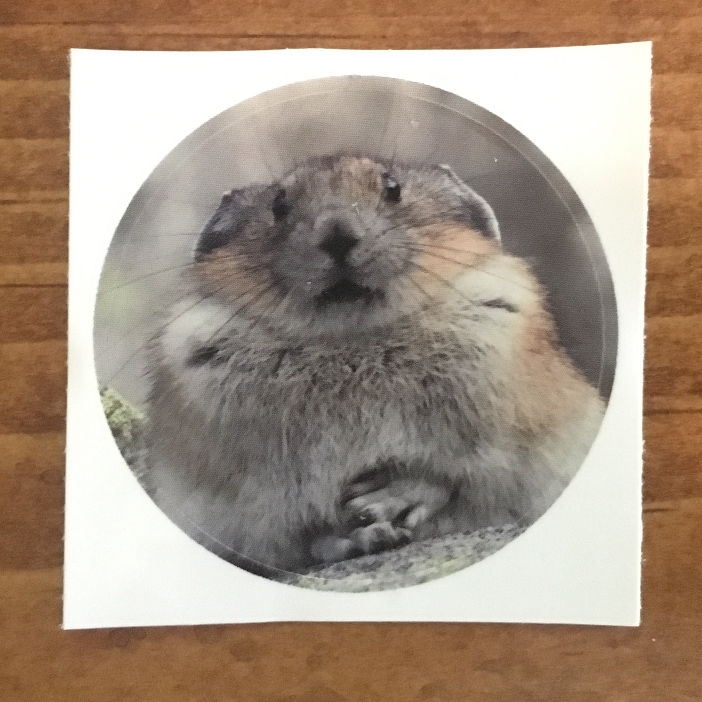 Pika Stickers VERY ROUND. - Etsy