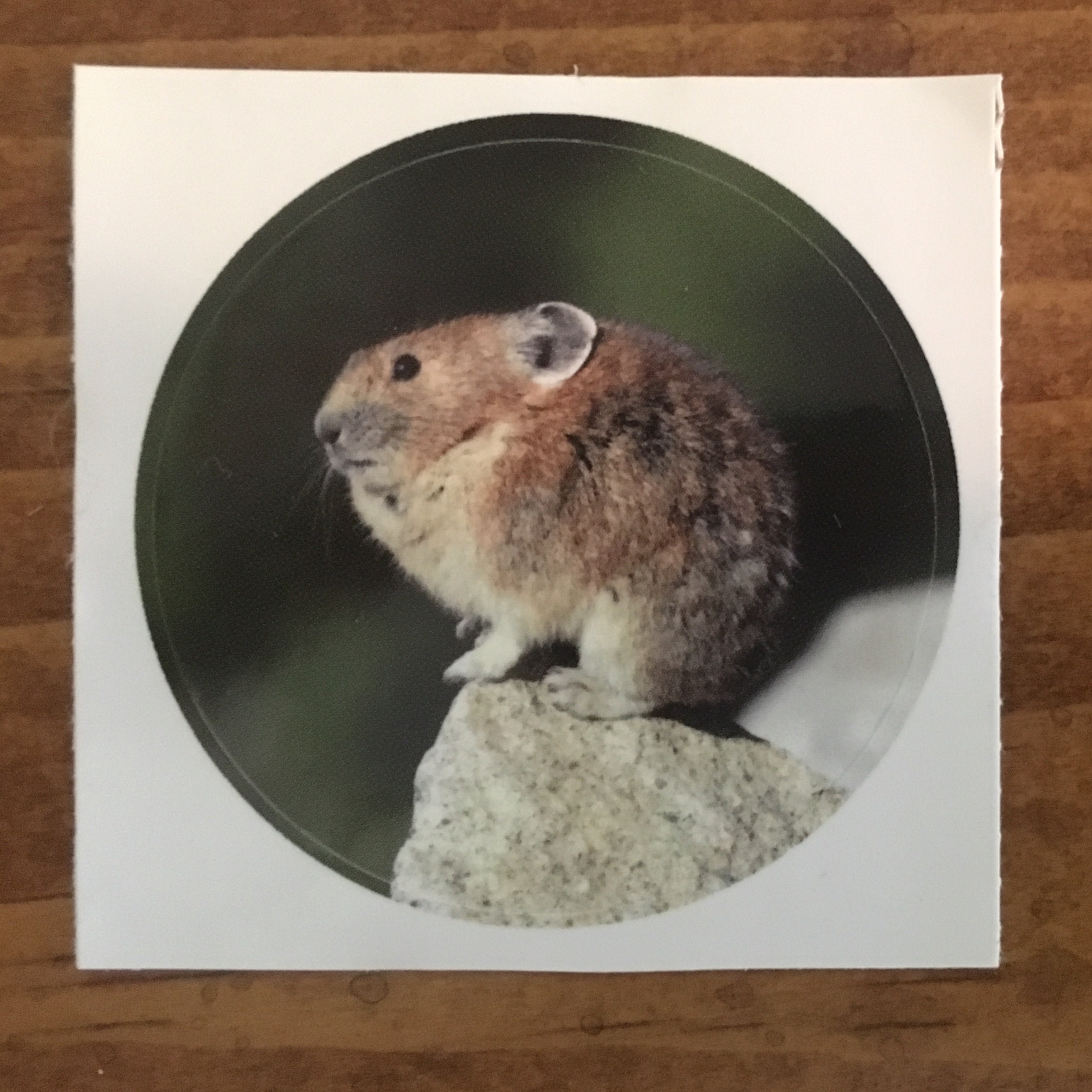Pika Stickers VERY ROUND. | Etsy