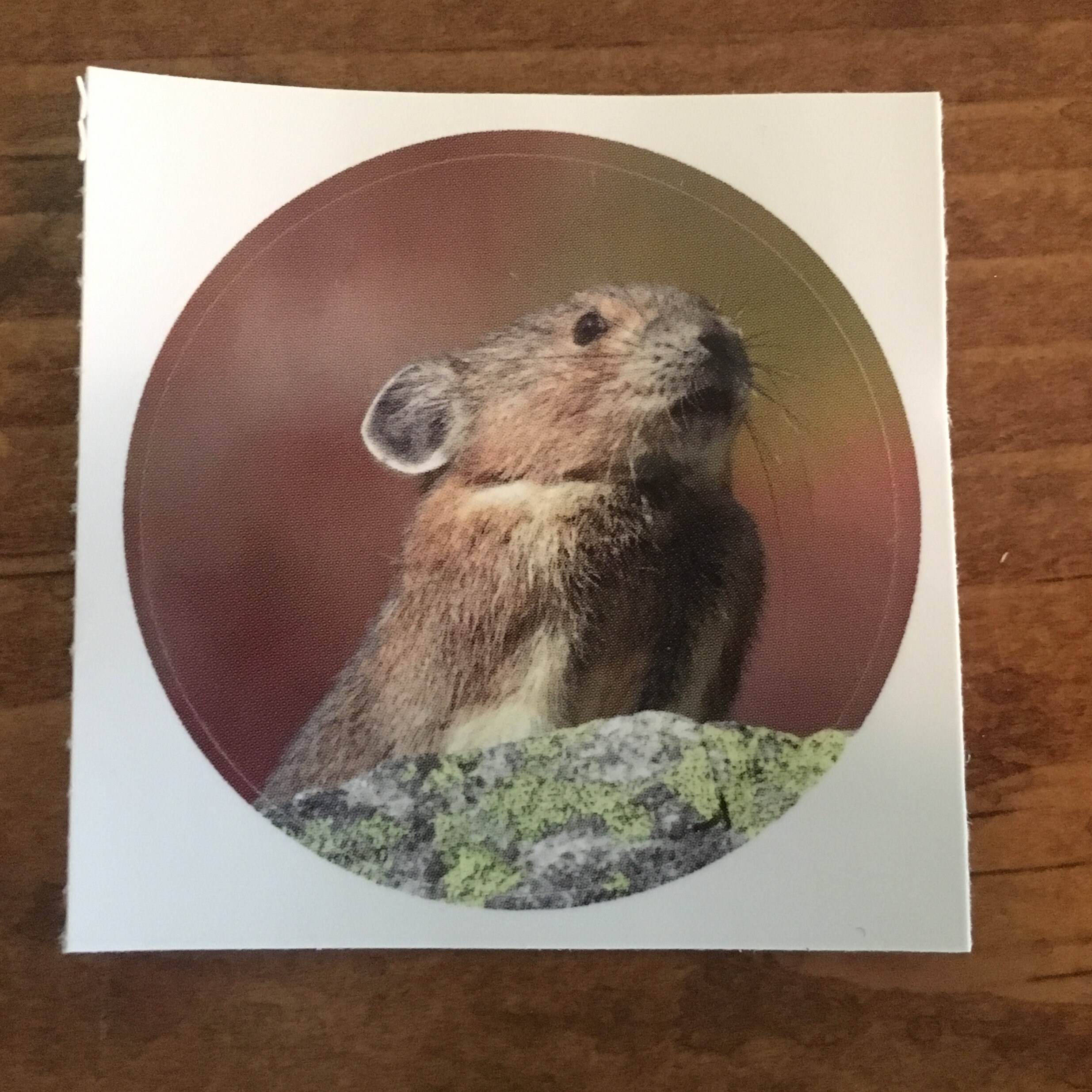 Pika Stickers VERY ROUND. | Etsy