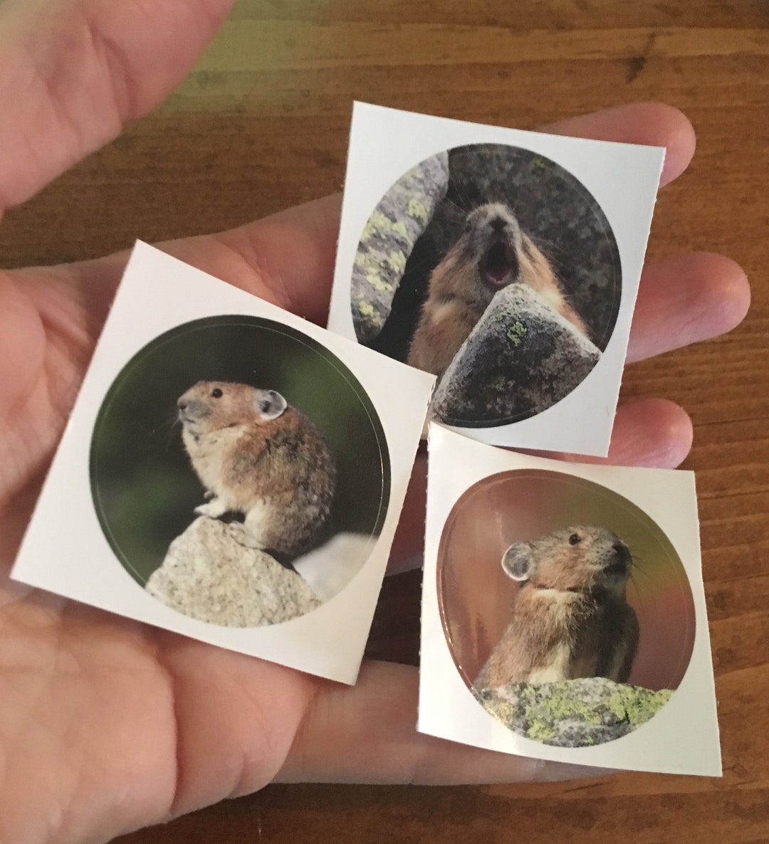 Pika Stickers! VERY ROUND. - Etsy