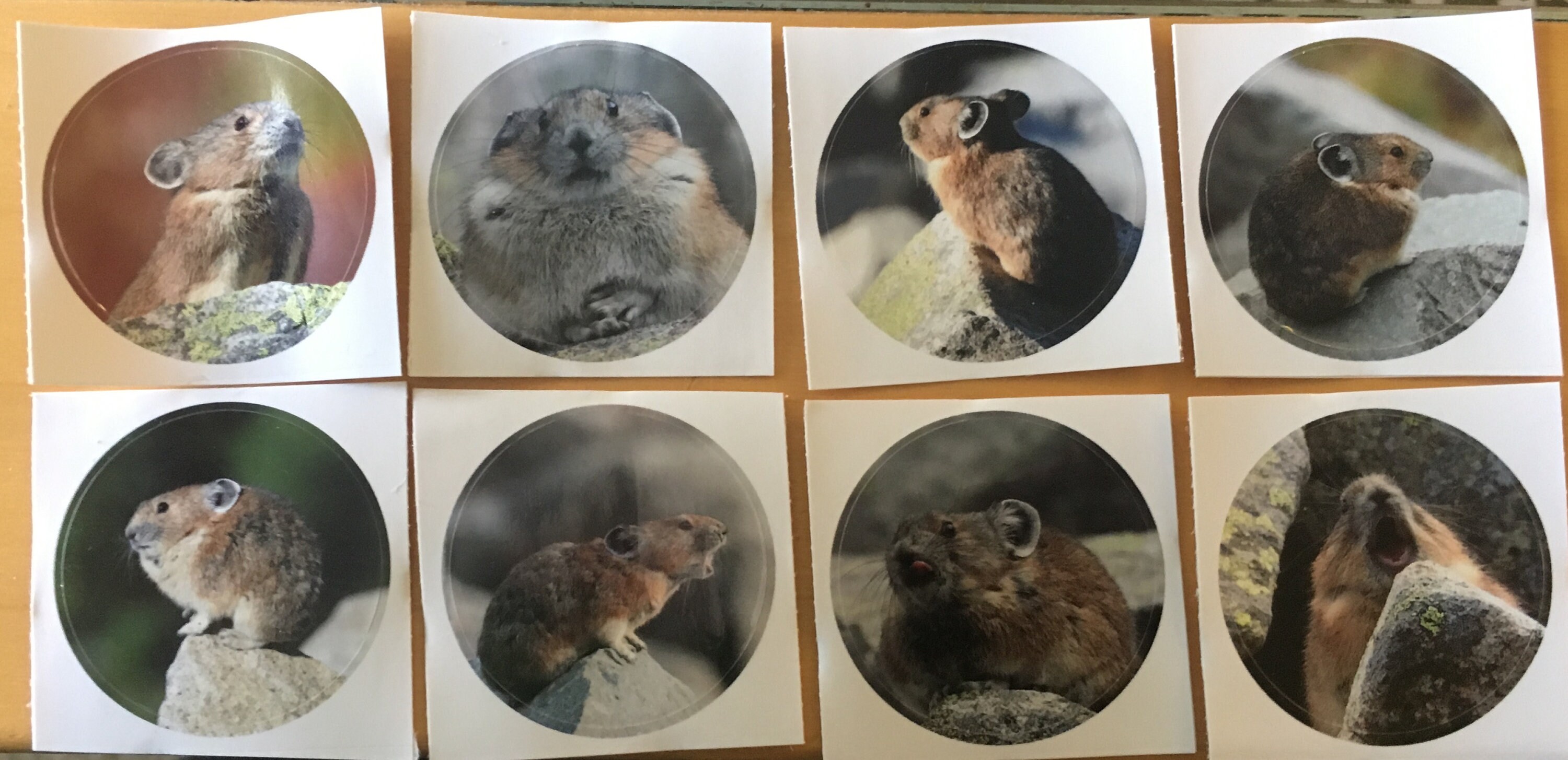 Pika Stickers VERY ROUND. | Etsy