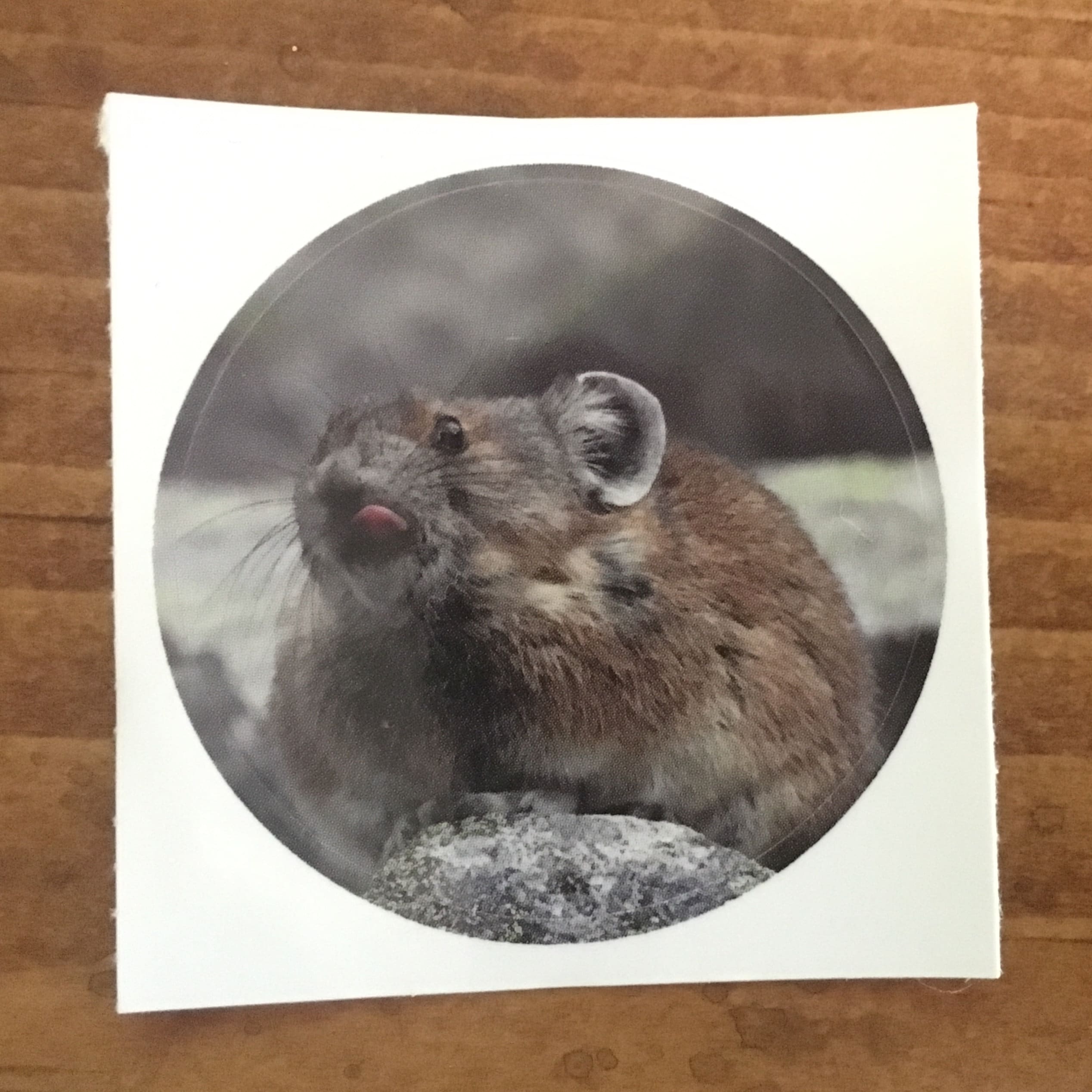 Pika Stickers VERY ROUND. - Etsy