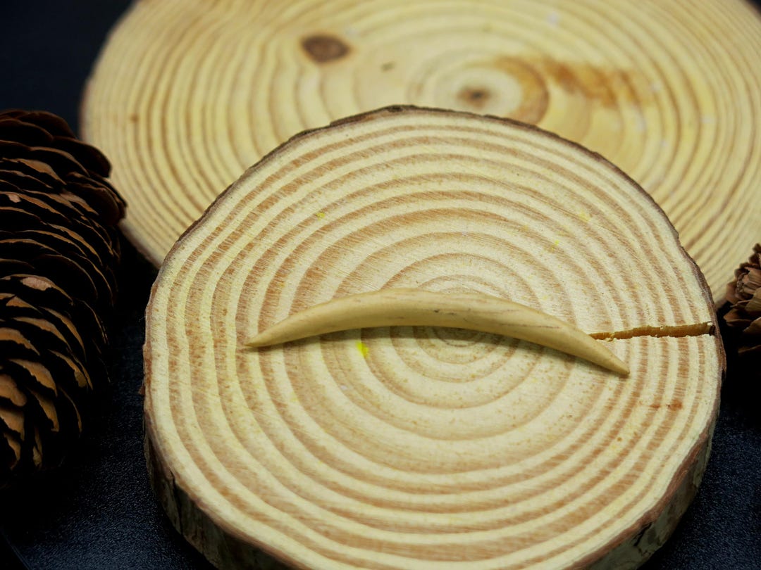 Hevea Wood Septum Tusk: Tribal Piercing Jewelry - Etsy