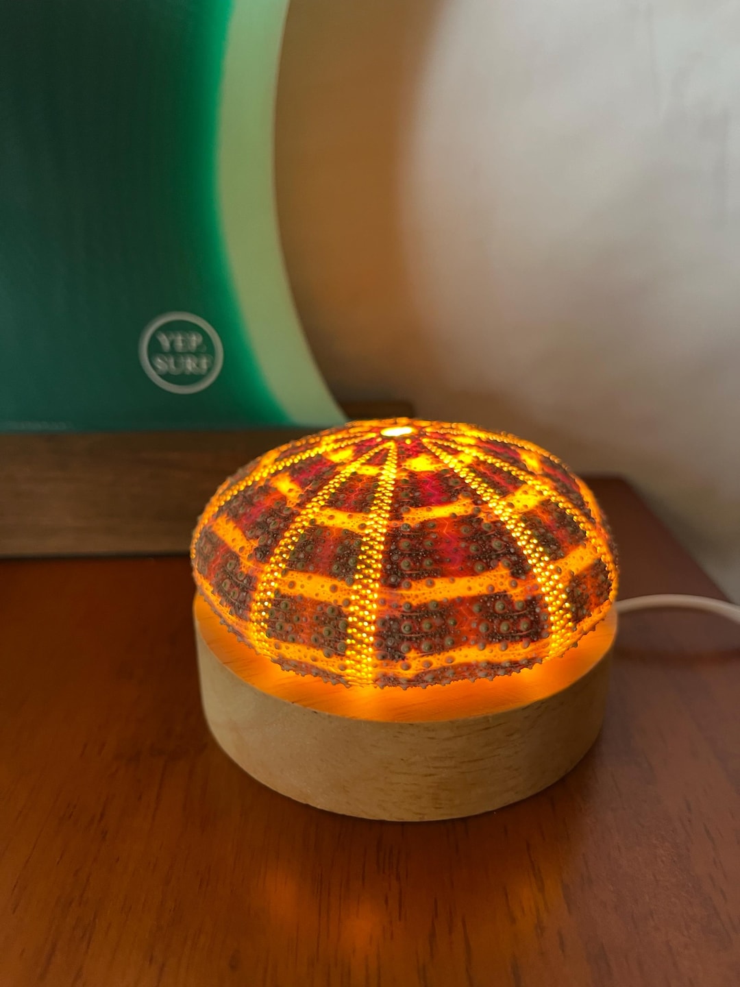 Sea Urchin Lamp - Etsy