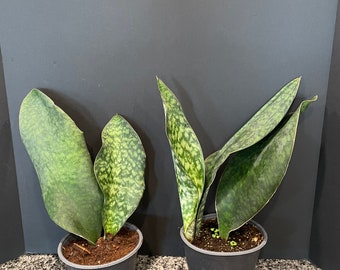 Congo Snake Plant - Etsy