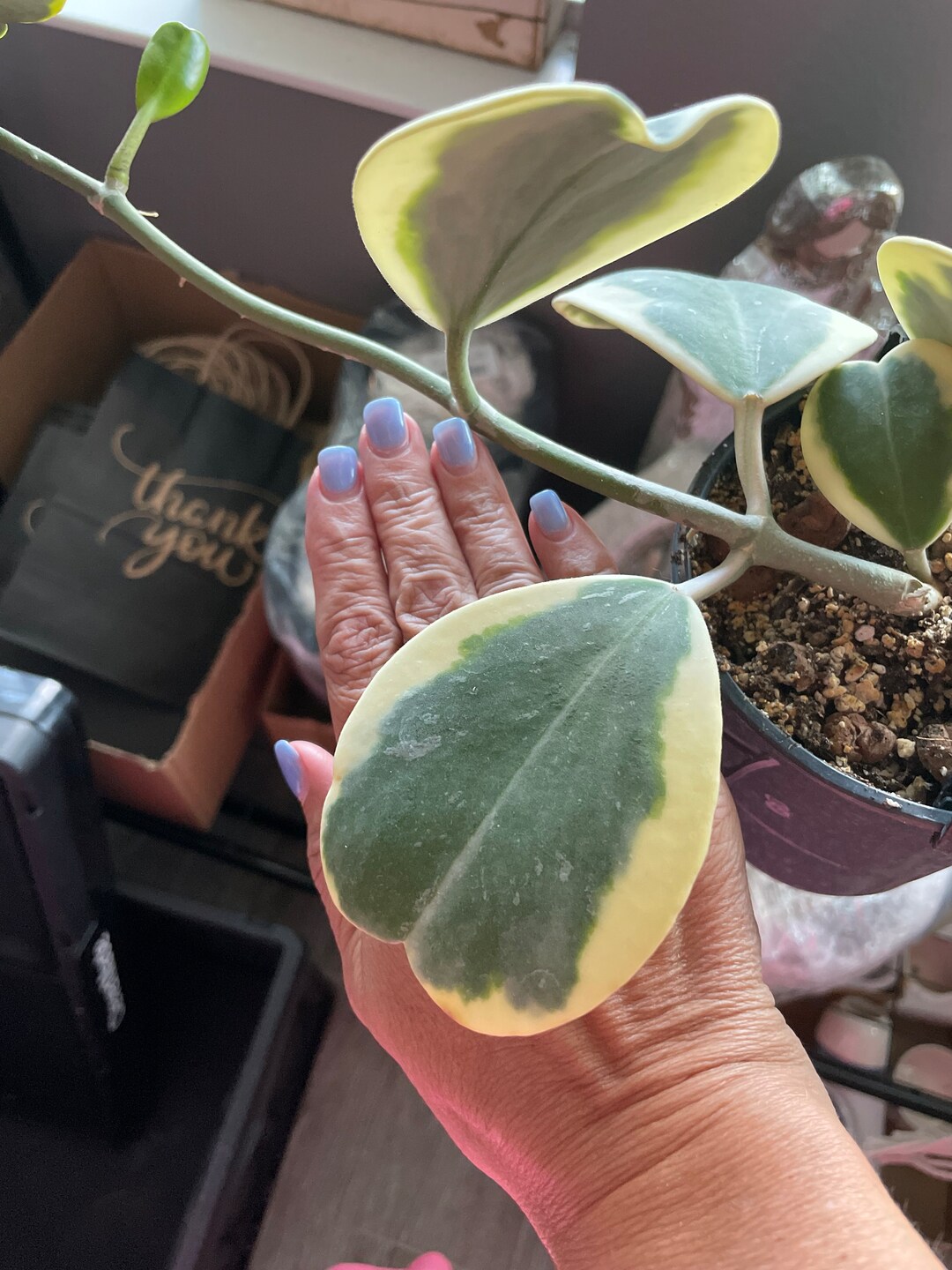 Hoya Kerii Variegated Full Plant Rare Hoya Kerii Heart - Etsy