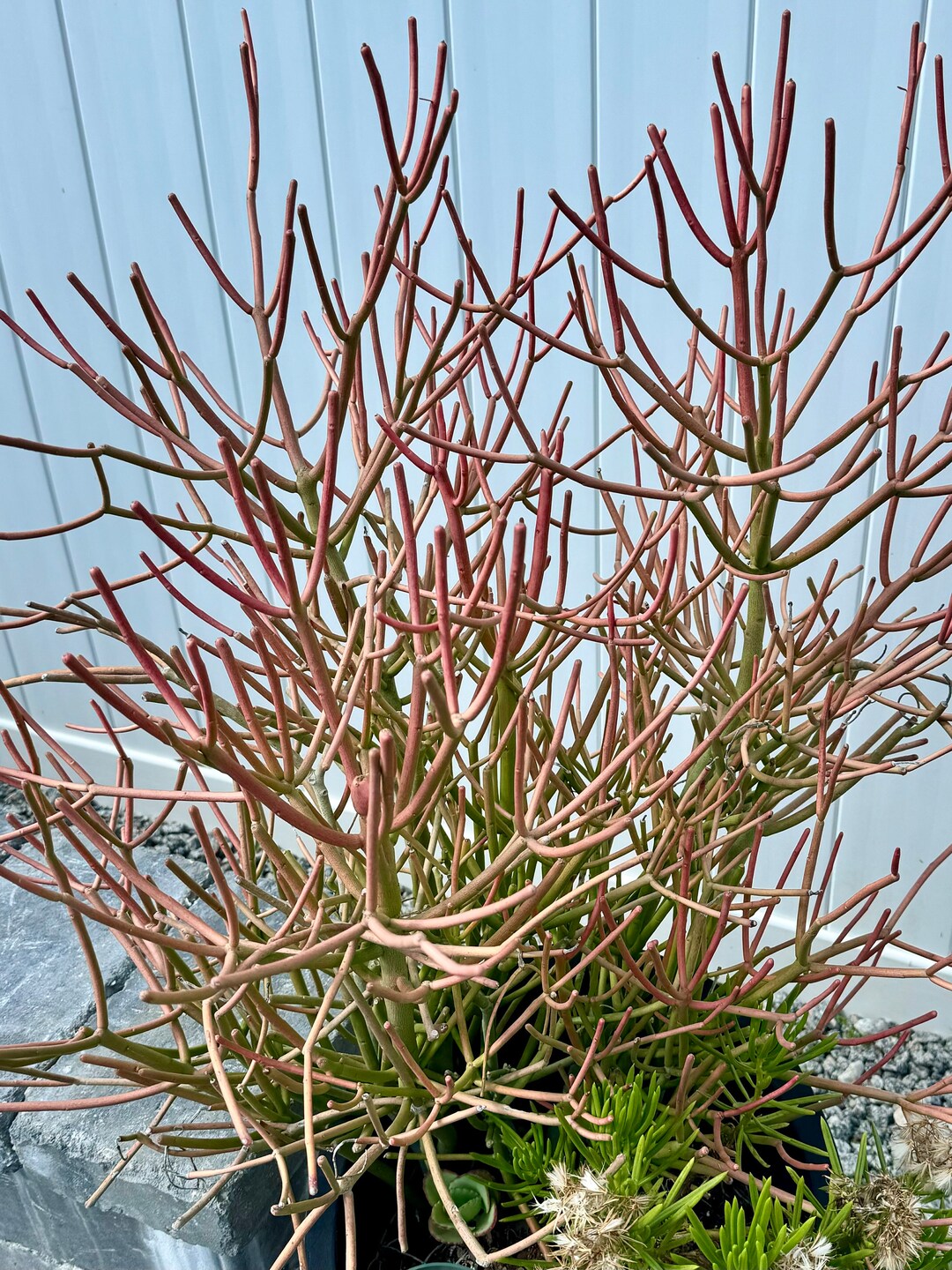 The Euphorbia Tirucalli Sticks on Fire, Fire Sticks, Pencil Cactus ...
