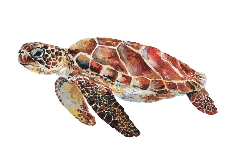Green Sea Turtle A4 Artwork Print - Etsy