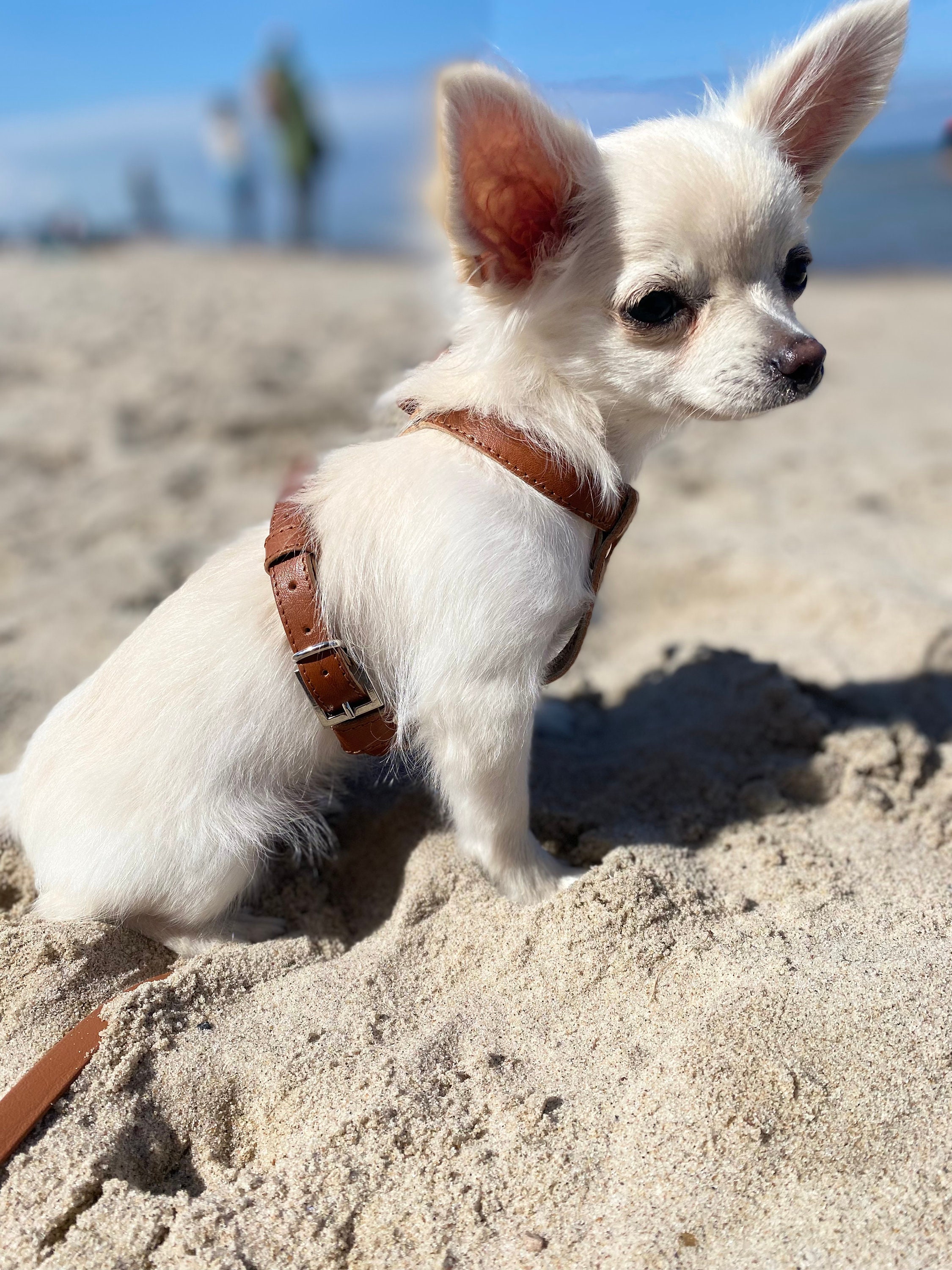 Designer Dog Harness / Dog Harness With Bow Tie / Small Dog Accessories ...