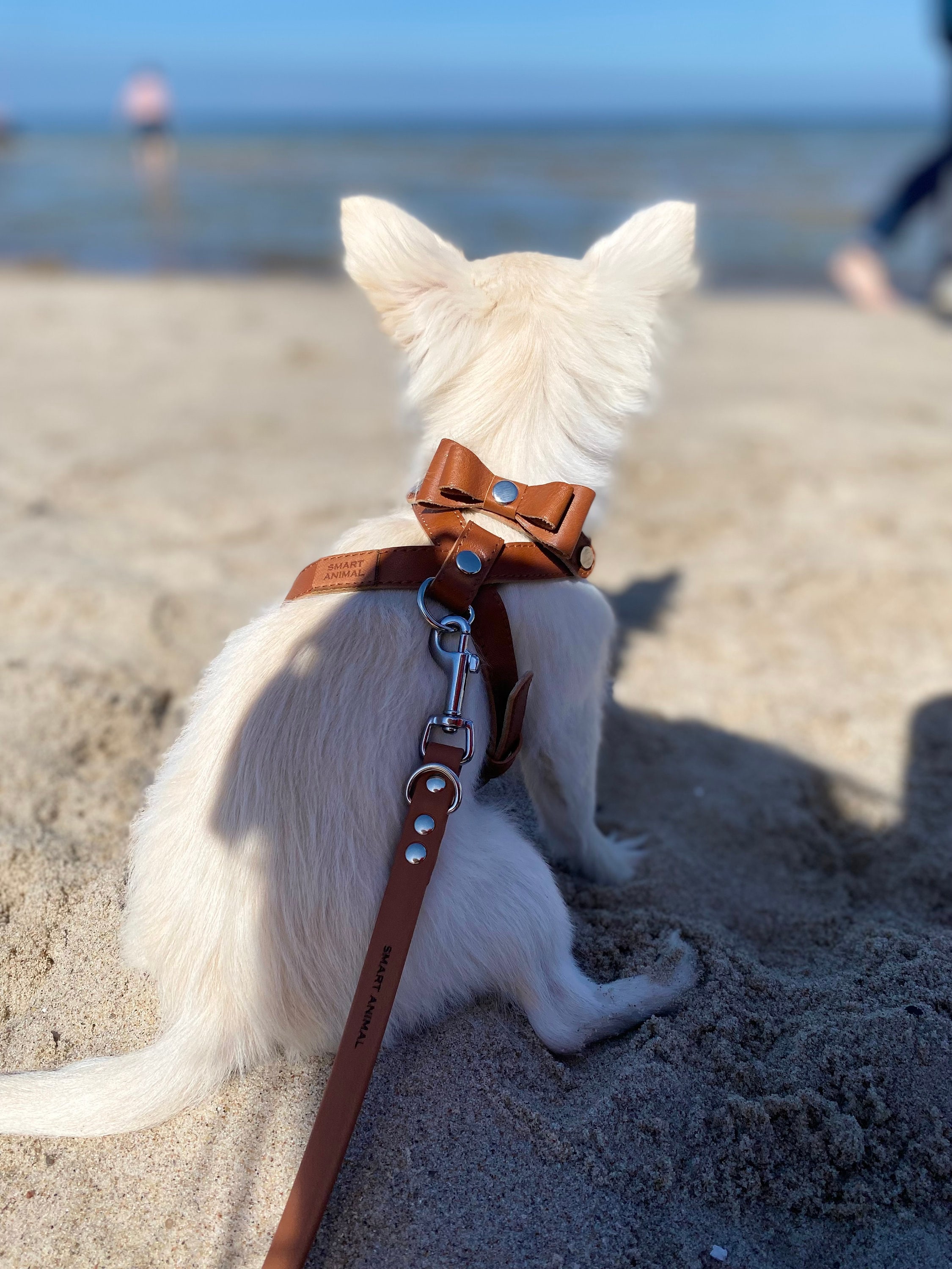 Designer Dog Harness / Dog Harness With Bow Tie / Small Dog - Etsy