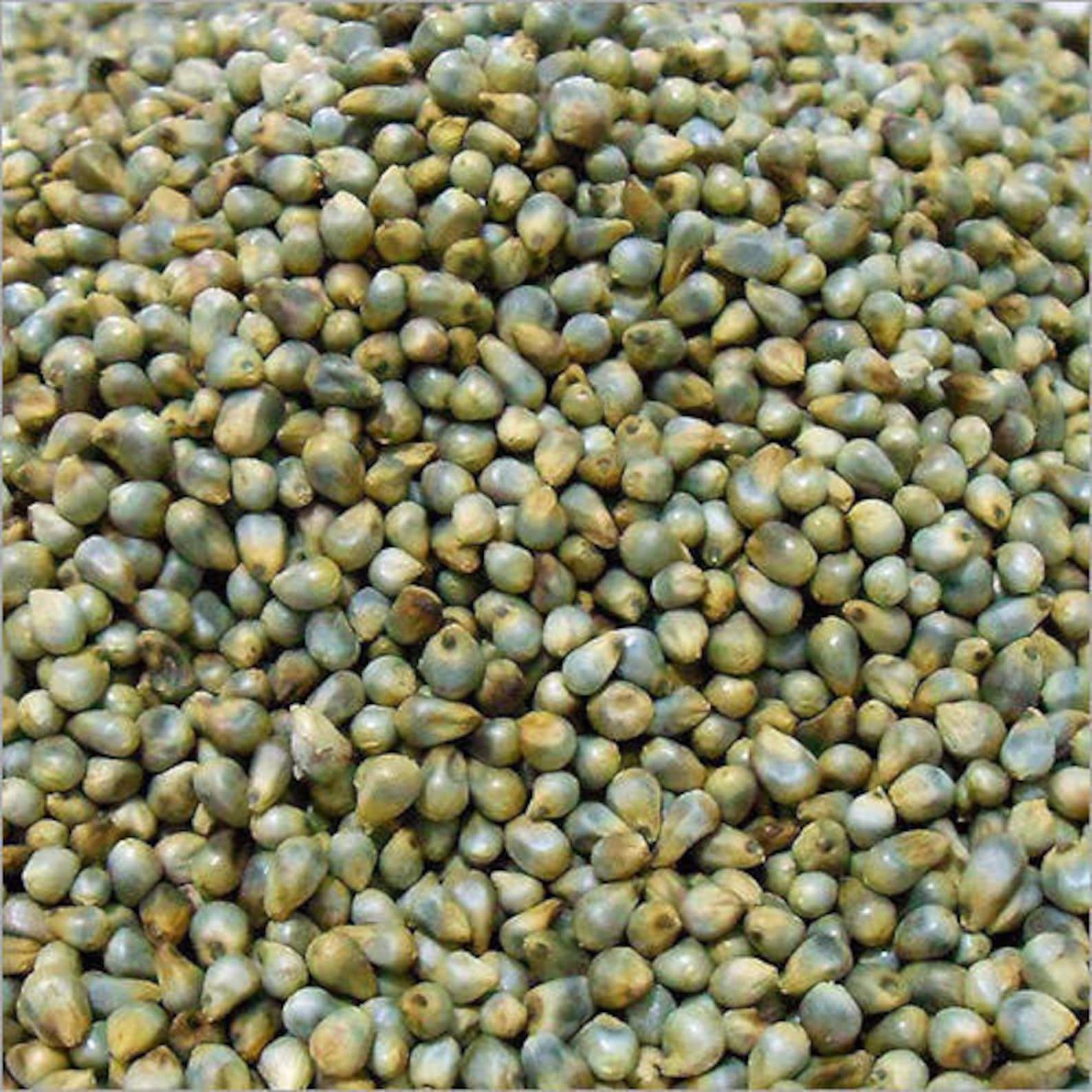 100% Natural Indian Organic Whole Multi Grain gehu/wheat,makka/corn ...