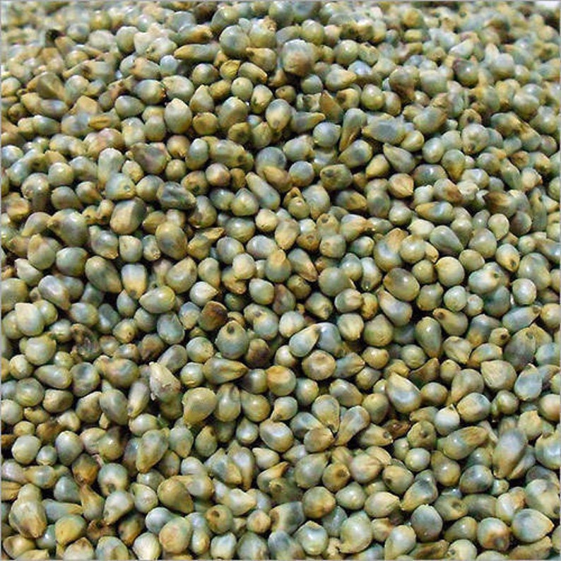 100% Natural Indian Organic Whole Multi Grain gehu/wheat,makka/corn ...