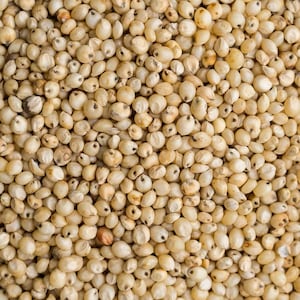 100% Natural Indian Organic Whole Multi Grain (gehu/wheat,makka/corn ...