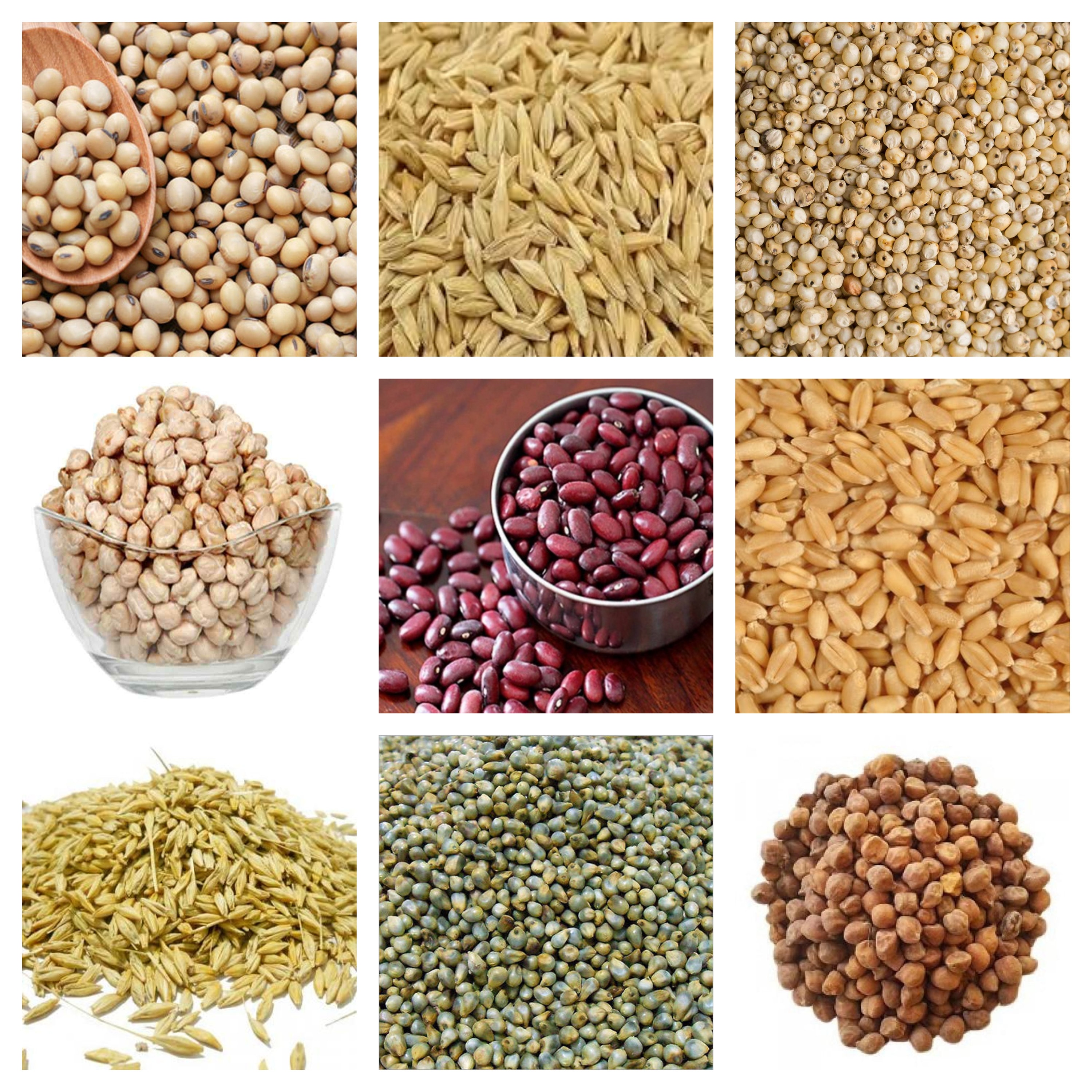 100% Natural Indian Organic Whole Multi Grain gehu/wheat,makka/corn ...