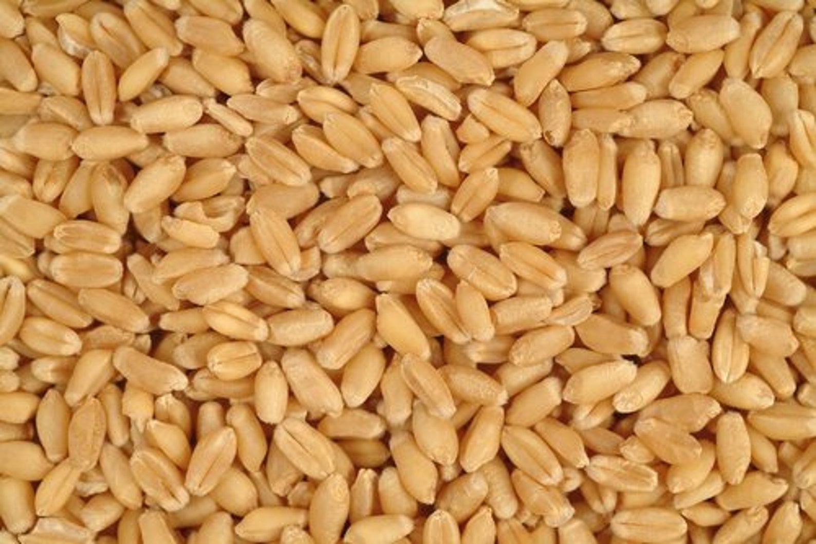 100% Natural Indian Organic Whole Multi Grain gehu/wheat,makka/corn ...