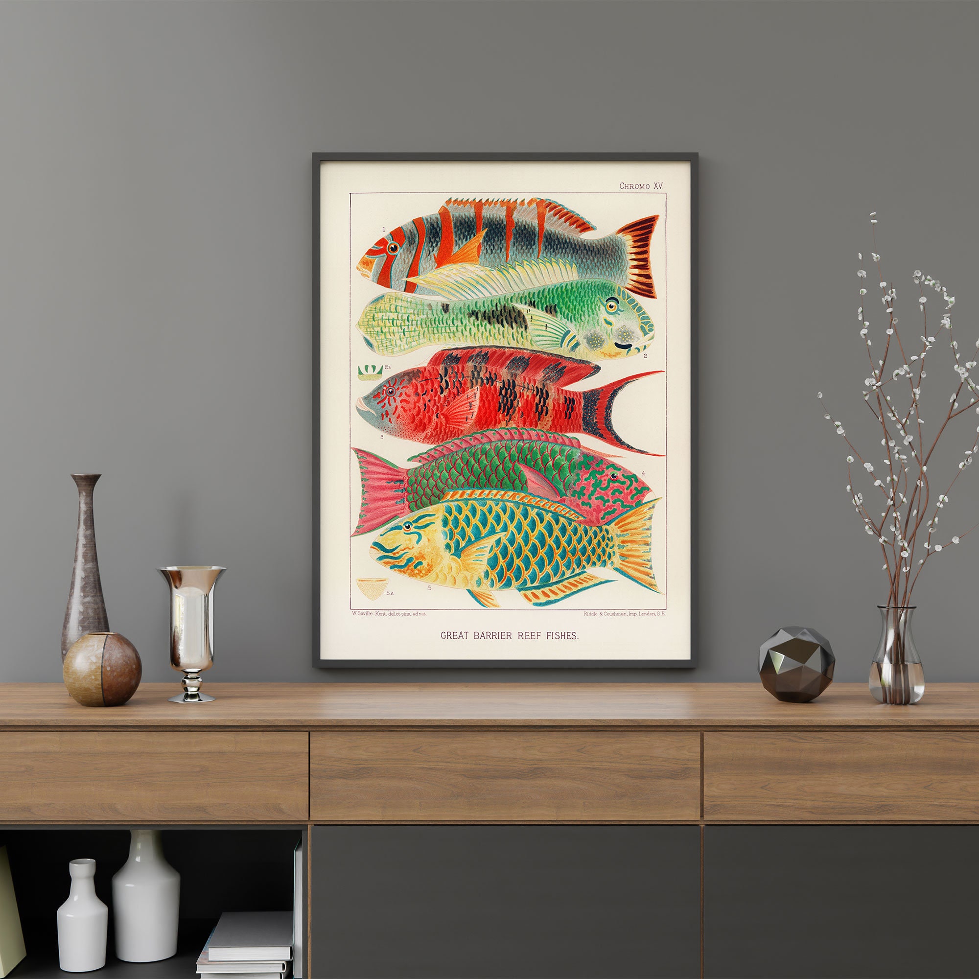 William Saville-kent Great Barrier Reef Fishes From the Great Barrier ...