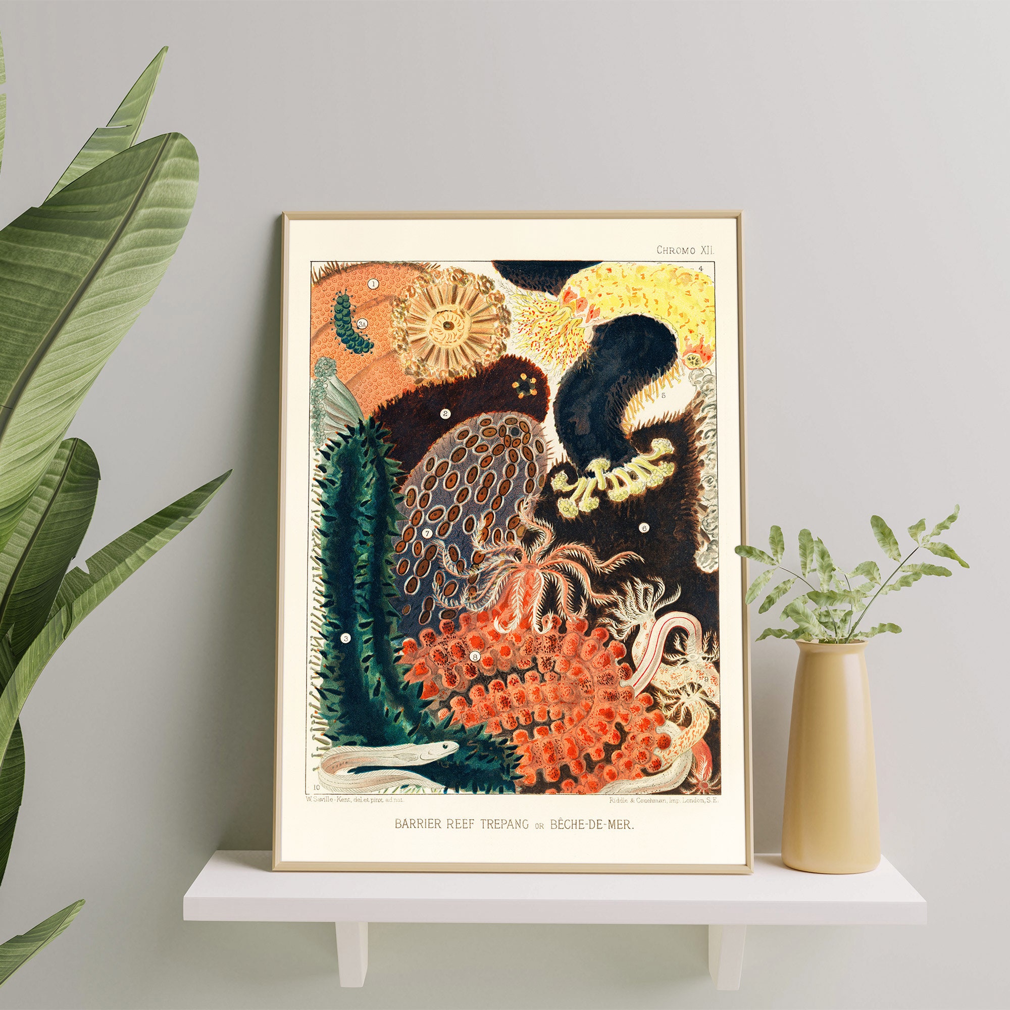 William Saville-kent Great Barrier Reef Echinoderms From the - Etsy UK