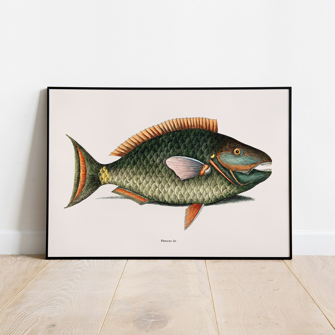 Mark Catesby Parrot Fish psittacus Piscis Viridis - Etsy