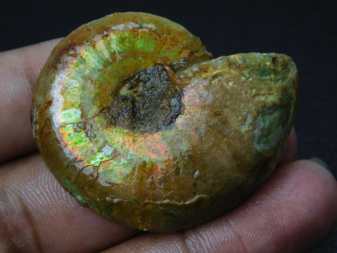 Natural Raw Ammonite Ammolite Fossil Rainbow Iridescent Opalized ...