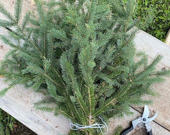 Spruce Boughs - Etsy