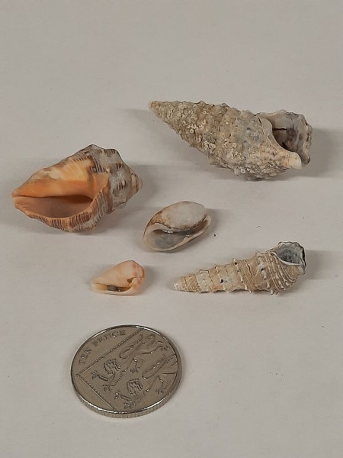 Small cone shells ranging from 48mm by 20mm to 11mm by 7mm set | Etsy