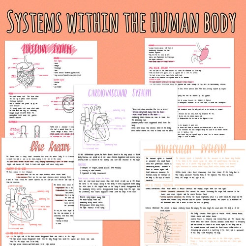 DIY Paper Human Body System Model Biology Science Activity | Etsy