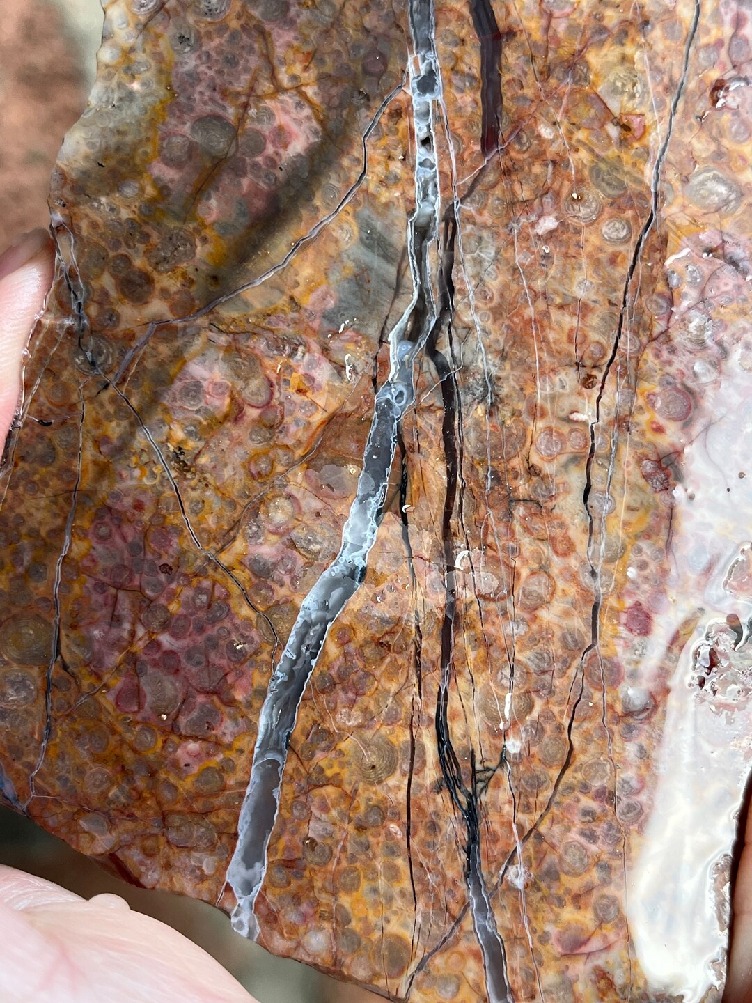 Coprolite Dinosaur Poop Lapidary Slab Natural Stone Not Polished for ...