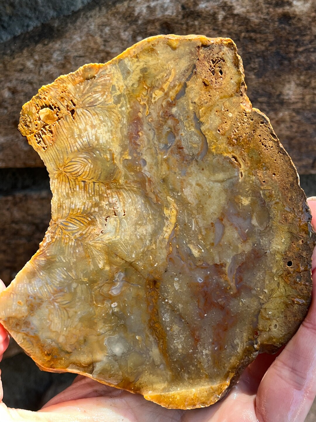 Fossil Coral Lapidary Slab Natural Stone Not Polished for Cabbing - Etsy