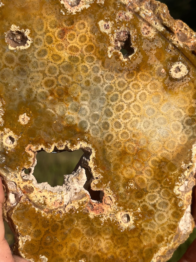 Fossil Coral Lapidary Slab Natural Stone Not Polished for Cabbing - Etsy