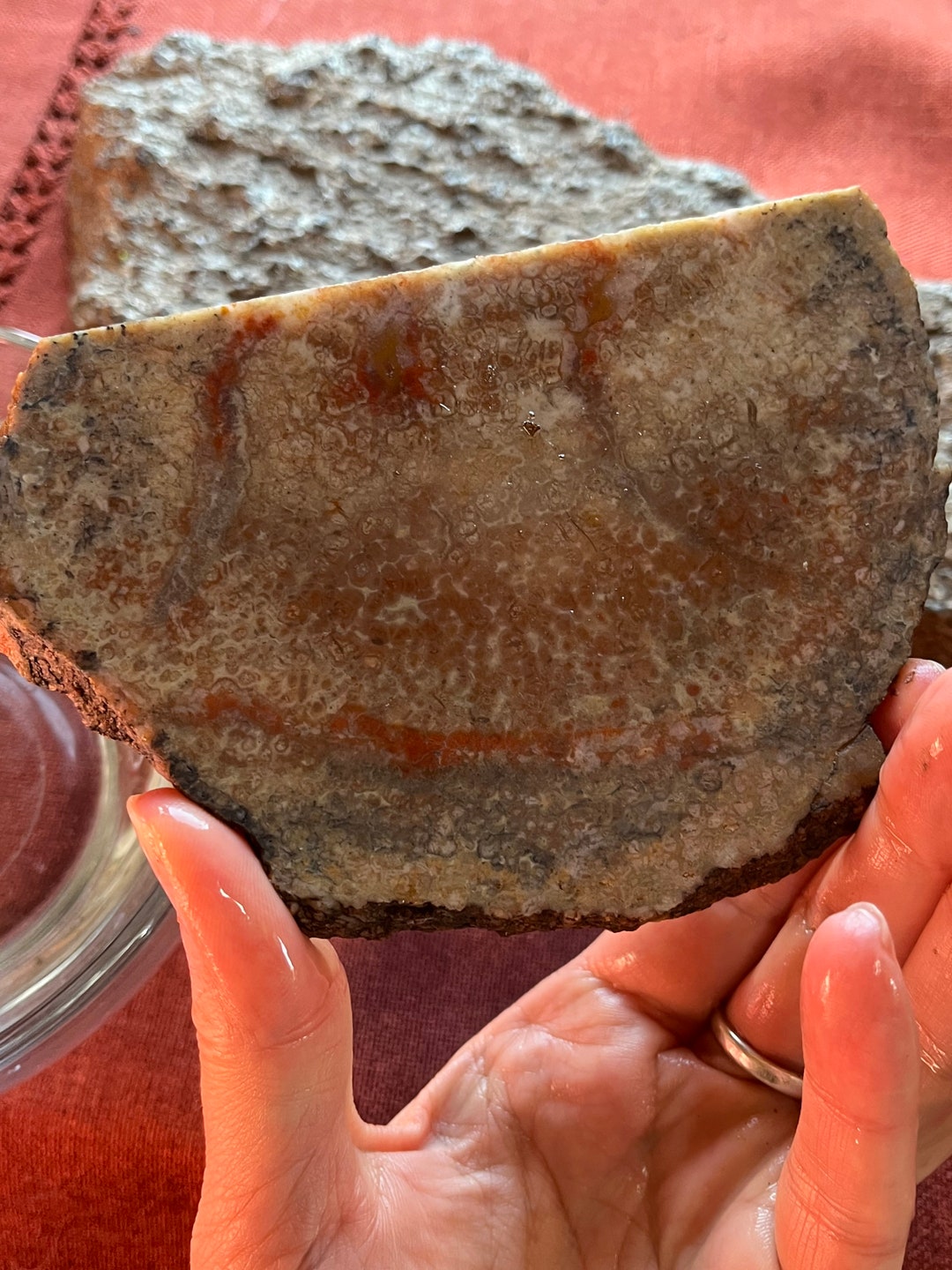 Coprolite Dinosaur Poop Lapidary Slab Natural Stone Not Polished for ...