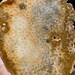 Fossil Coral Lapidary Slab Natural Stone Not Polished for Cabbing - Etsy