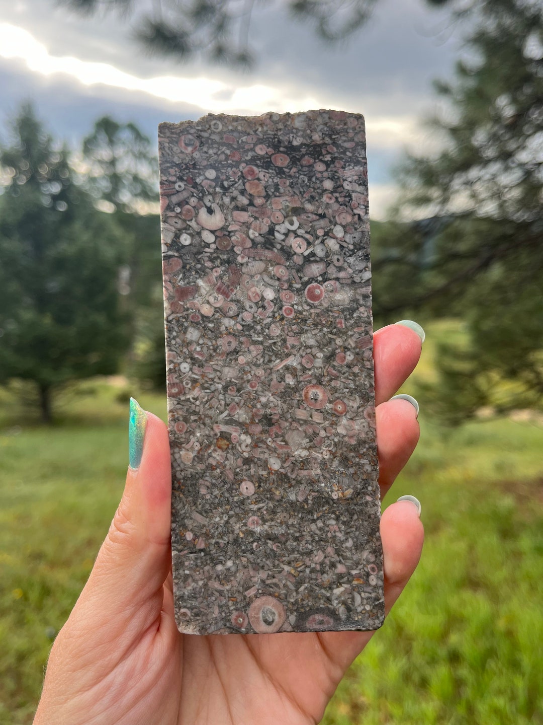 Pink Crinoid Stem Fossil Stone Lapidary Slab Natural Stone Not Polished ...