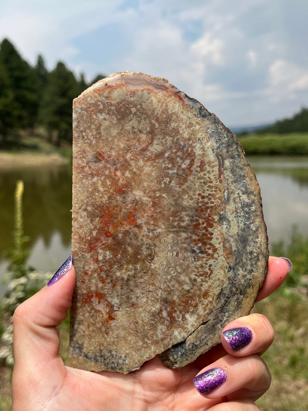 Coprolite Dinosaur Poop Lapidary Slab Natural Stone Not Polished for ...