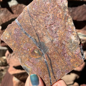 Coprolite Dinosaur Poop Lapidary Slab Natural Stone Not Polished for ...