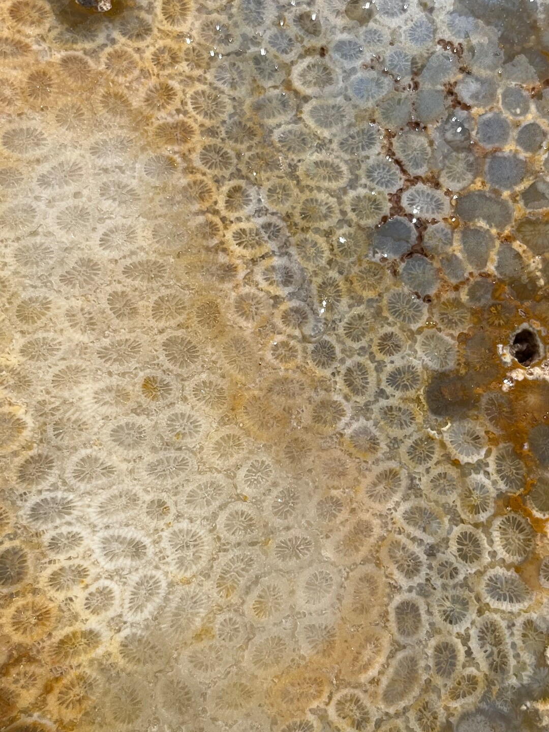 Fossil Coral Lapidary Slab Natural Stone Not Polished for Cabbing - Etsy