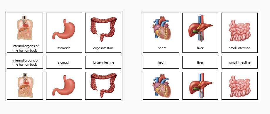 Human Organs -DIGITAL CARDS _montessori 3- Part Cards_ SAFARI Toob ...