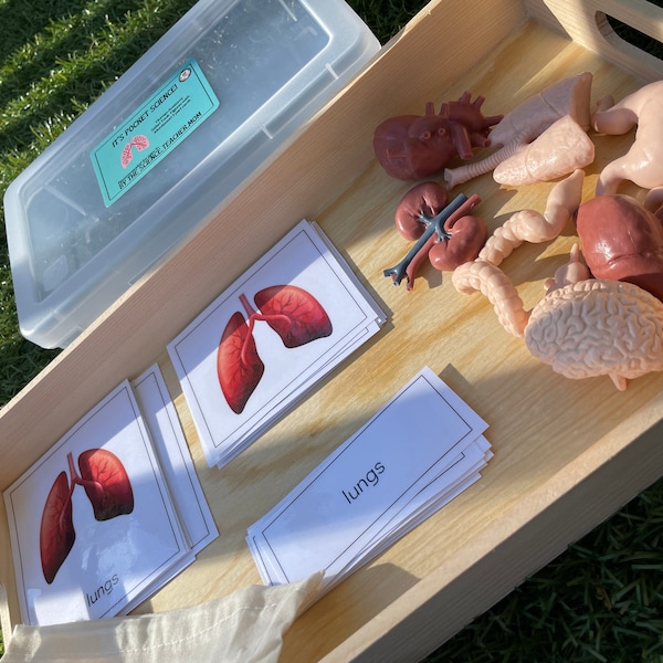 Human Body Puzzle - Etsy