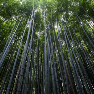 2" Fresh Cut Bamboo - Choose From 1 to 8 Feet Long - Etsy