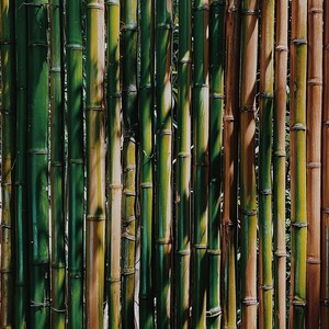 2" Fresh Cut Bamboo - Choose From 1 to 8 Feet Long - Etsy