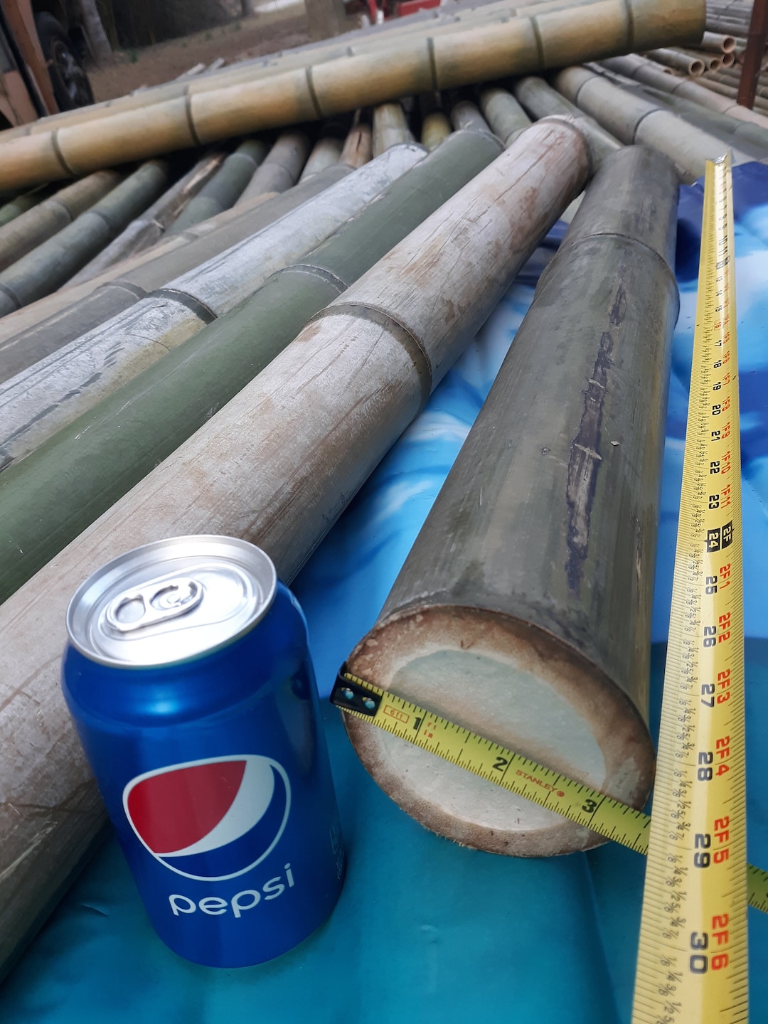 3" Fresh Cut Bamboo - Choose From 1 to 8 Feet Long - Etsy